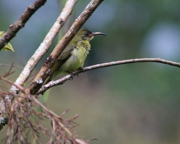 Kibale National Park Uganda: Tours, Activities & Lodges