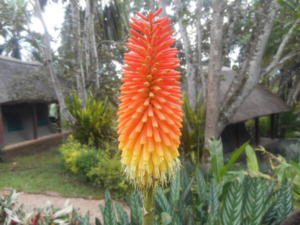 Kibale National Park Uganda: Tours, Activities & Lodges